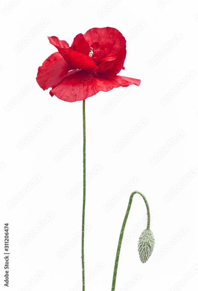 Single Beautiful Flower With Stem