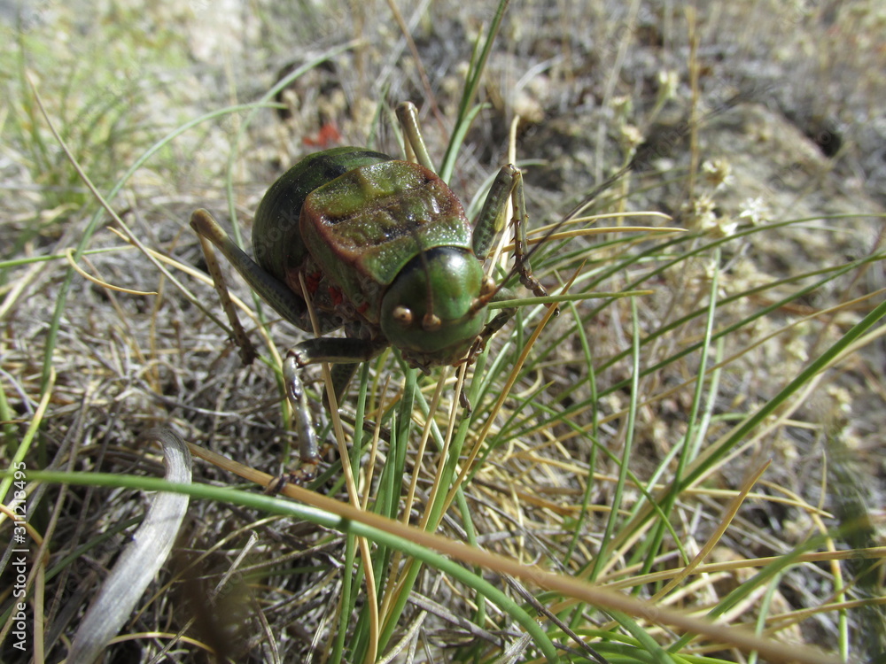 insecto verde macro campo naturaleza Stock Photo | Adobe Stock