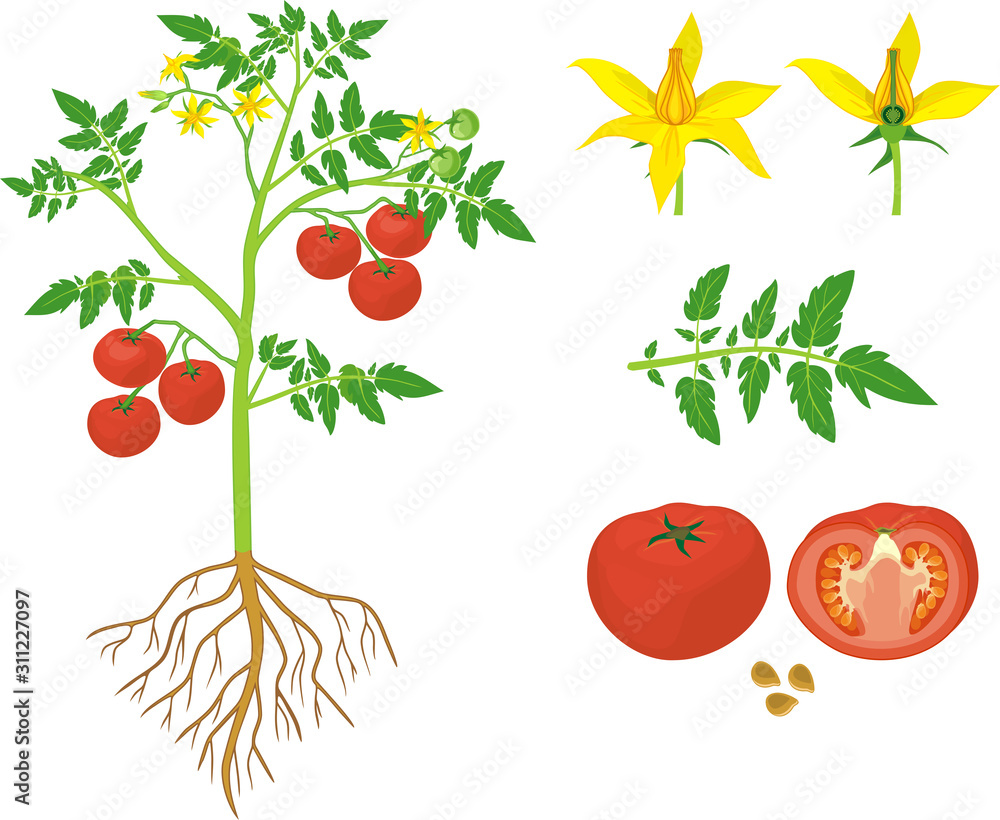 Parts Of Plant Morphology Of Tomato Plant With Green Leaves Red parts-of-plant-morphology-of-tomato-plant-with-green-leaves-red
