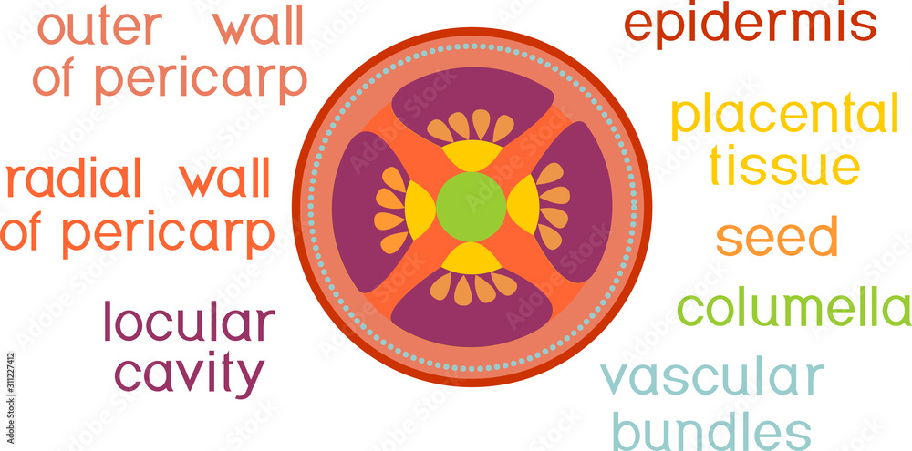 Parts of plant. Morphology and anatomy of tomato ripe red fruit. Tomato ...