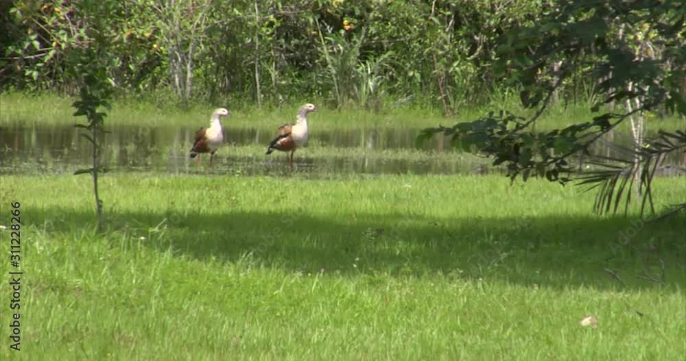 Orinoco Goose, Brazil: Brazil, The River of the Dead, Xingu River, the ...