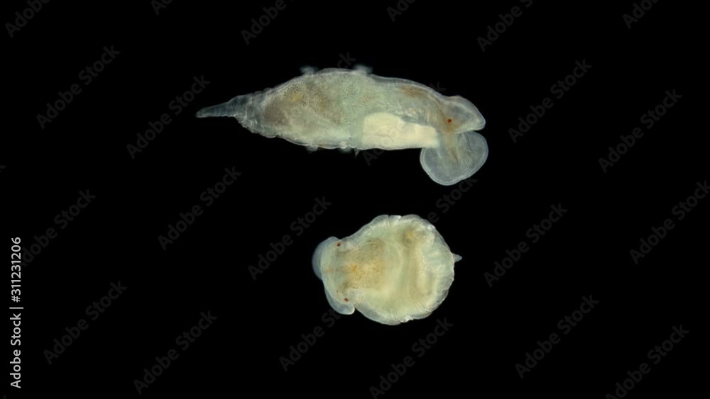 Vídeo do Stock: Chaetopteridae worm larva under a microscope, class ...