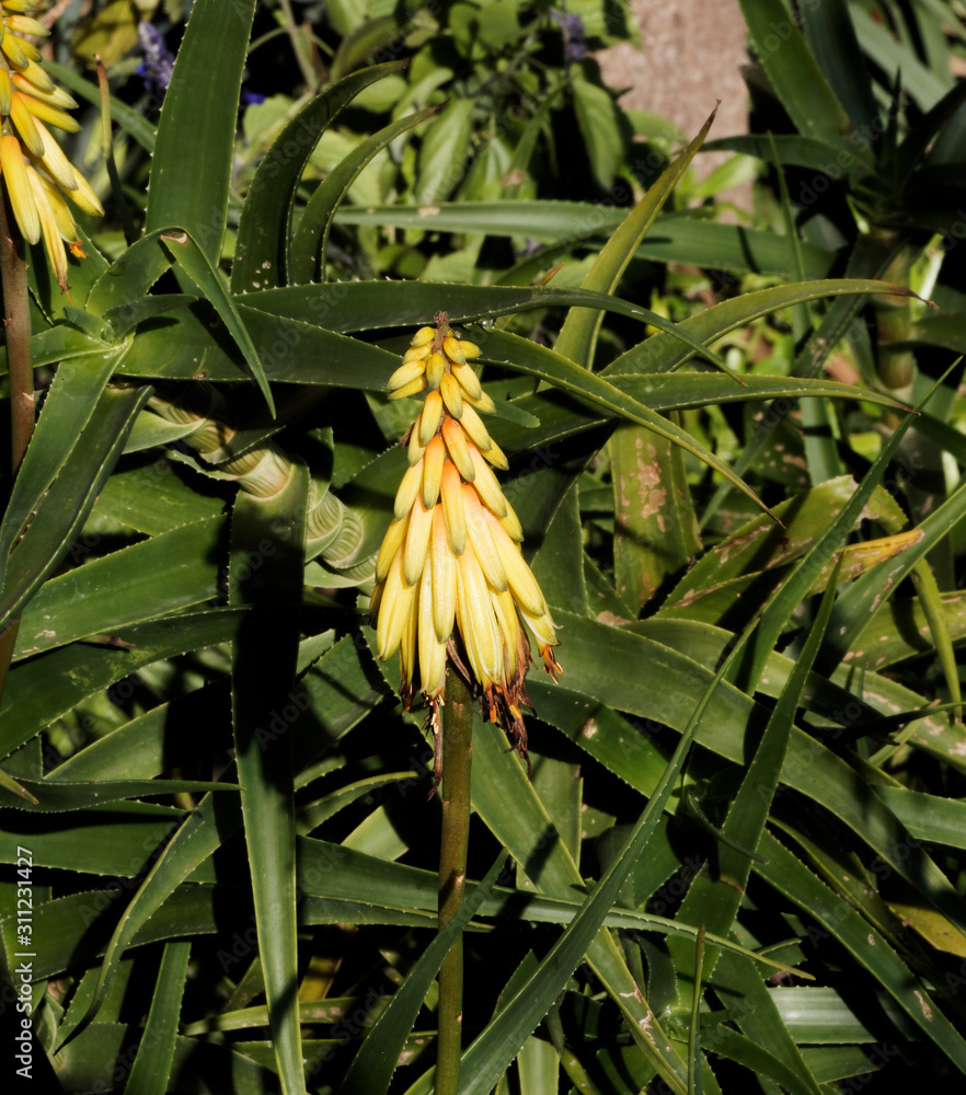 (Aloe commixta) Aloès de la Péninsule du Cap à tige florale en épis ...