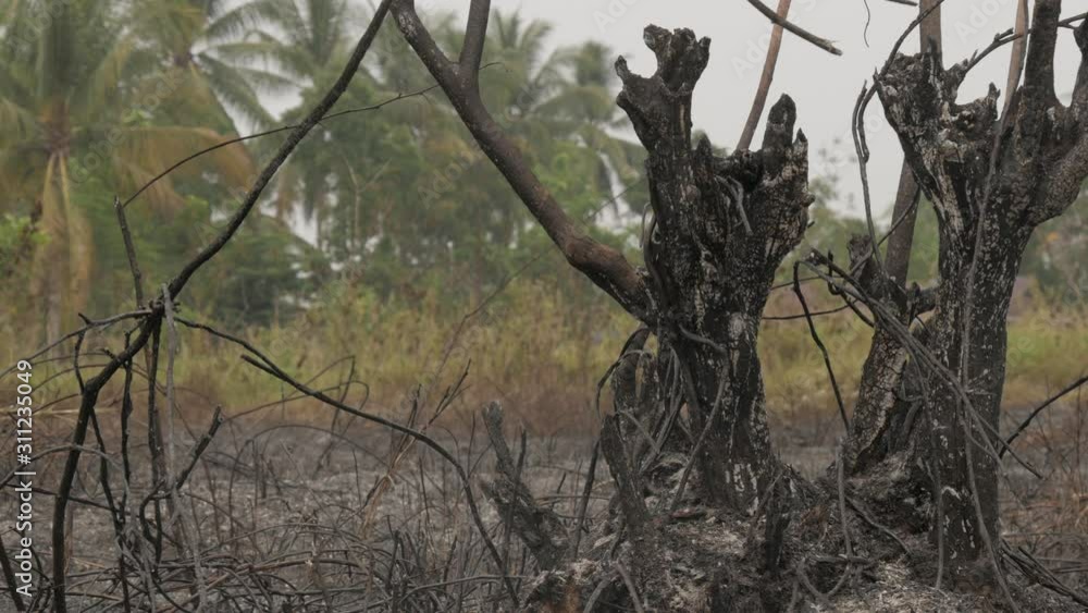Burnt, charred trees after a forest fire. Concept of deforestation ...