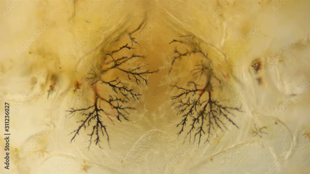 the heartbeat of a crab larva under a microscope, at the megalope stage ...