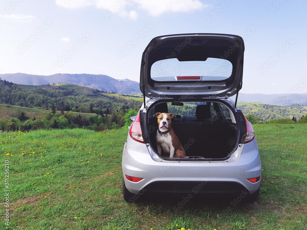 Transportation of dogs on a trip. Dog in the trunk of a car on a ...