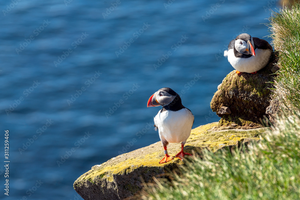 Atlantic puffin/Alca arctica closeup wildlife bird portrait in the ...