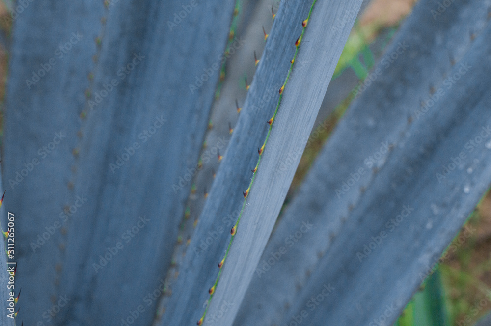 Foto de agave azul Agave tequilana blue webber utilizado par ala ...