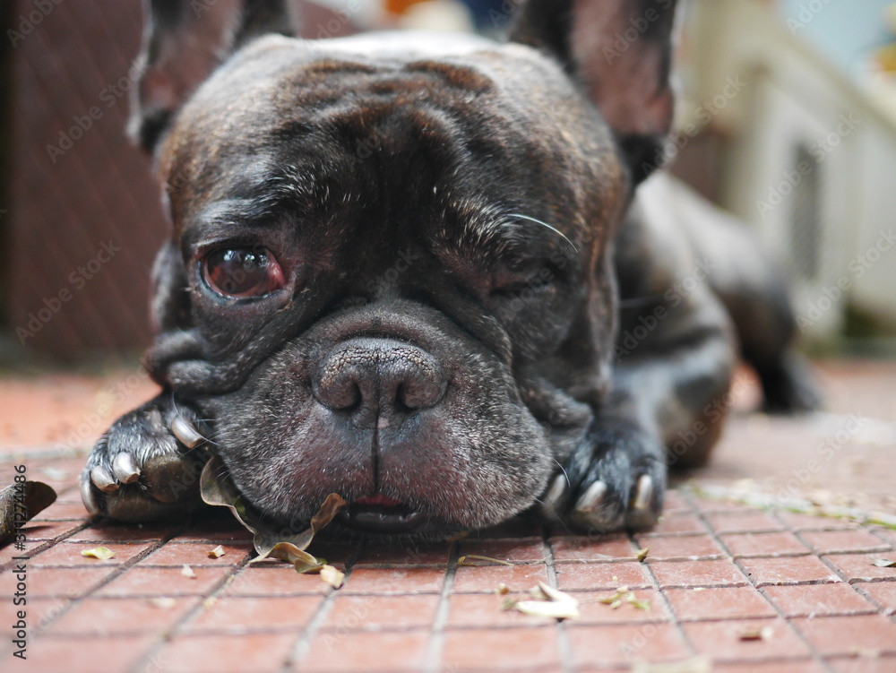 Crying French Bulldog