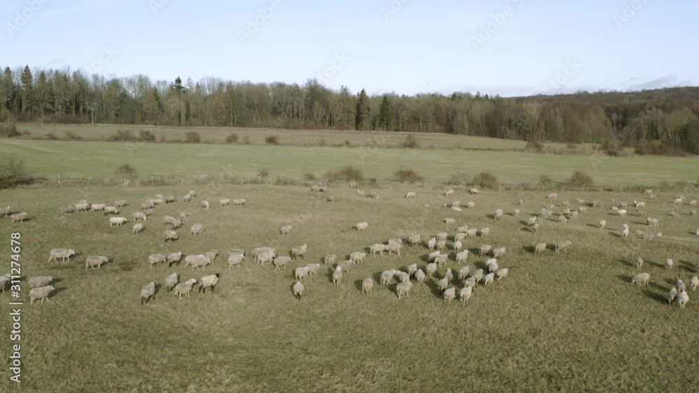 Sheep running in one direction in Beautiful german nature, captured by ...