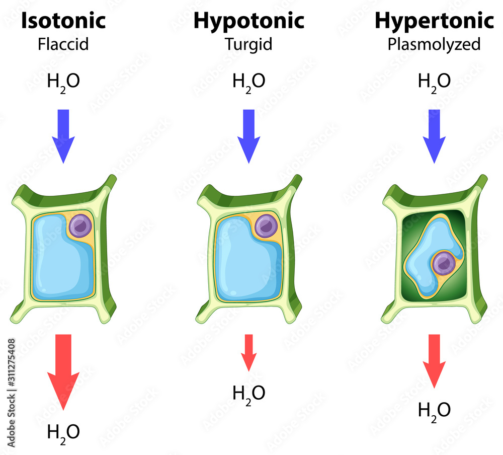 Diagram showing plant cell on the chart Stock Vector | Adobe Stock