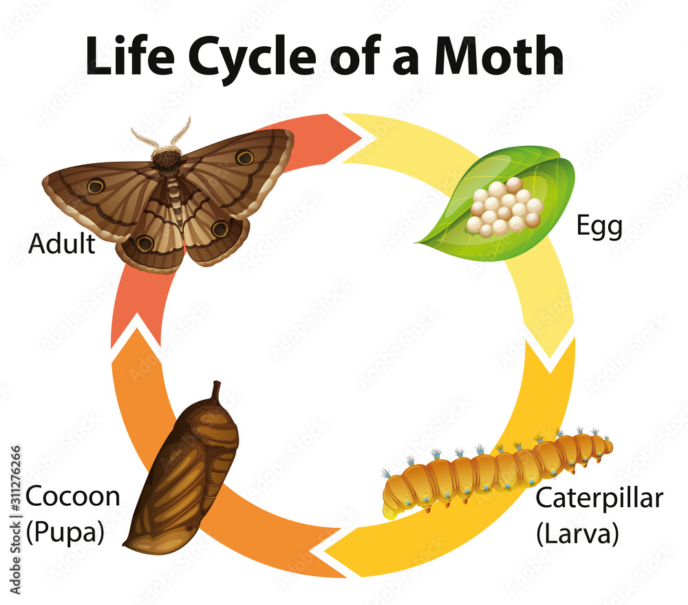 Diagram showing life cycle of moth Stock Vector | Adobe Stock
