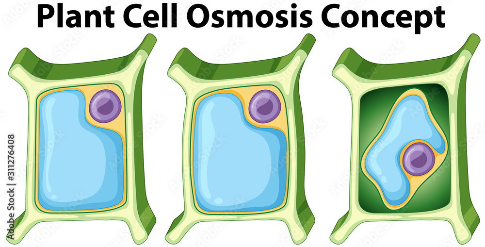 Poster Diagram showing plant cell osmosis concept – Wall Art | UkPosters