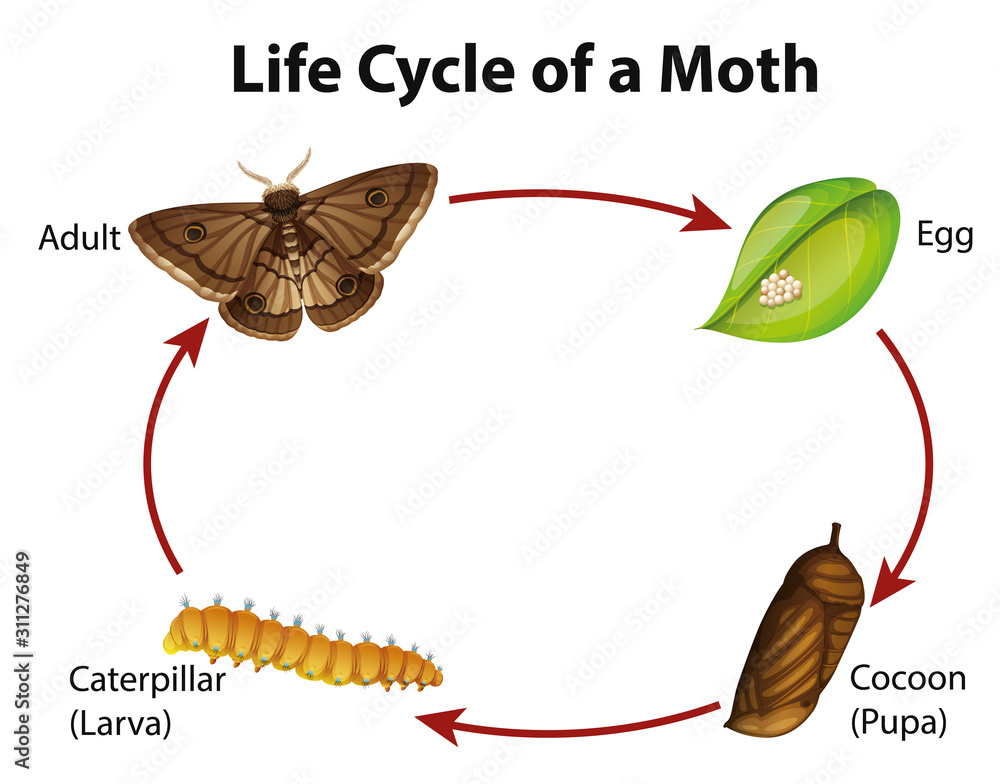 Diagram showing life cycle of moth Stock Vector | Adobe Stock