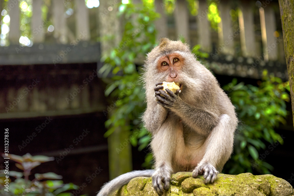 Balinese long-tailed monkey (Macaca Fascicularis) eats the fruits on ...