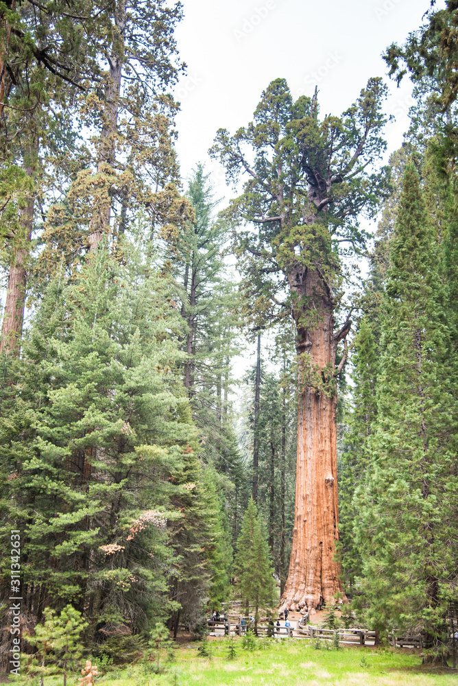 General Sherman, world largest tree (by volume) - very old giant ...