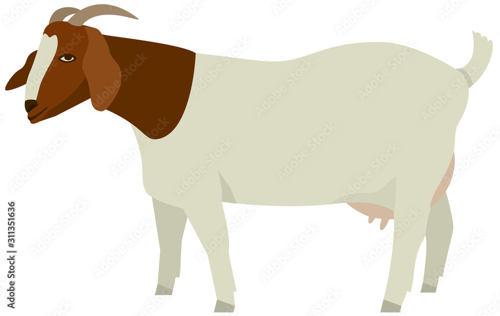 Farming set Female Boer Goats Vector illustration Isolated object ...
