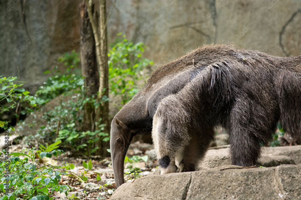 Giant Anteater Eating Ants