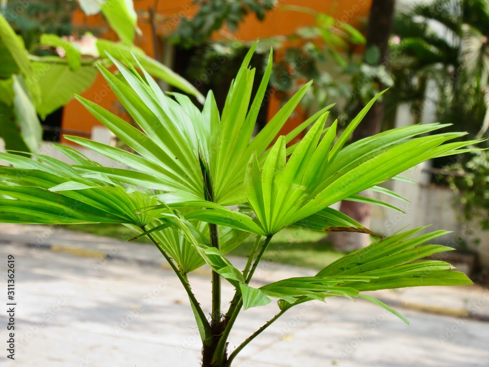 Livistona Rotundifolia, also called as Saribus Rotundifolius. It is ...