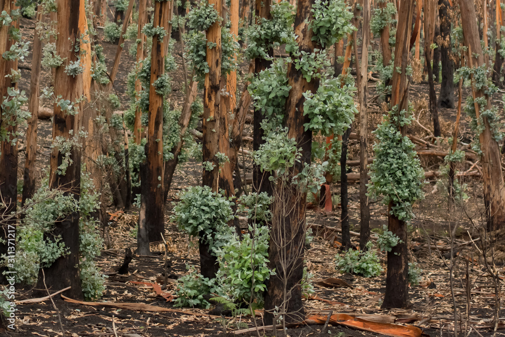 Eucalyptus trees recovering after severe australian bushfires. Many ...
