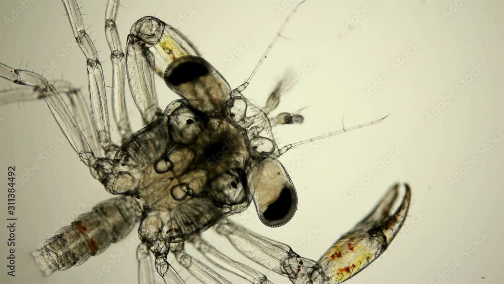 The crab larva under the microscope, at the megalope stage, has already ...