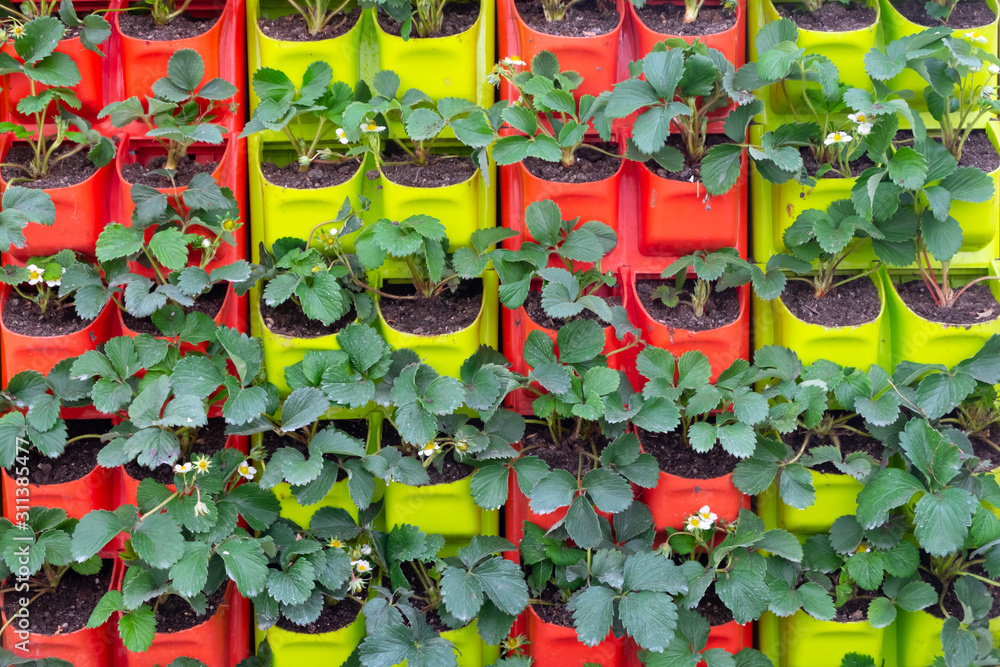 Vertical plant farming for growing many plant varieties in limited area ...