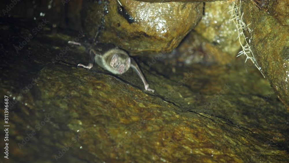 Common Vampire Bat (Desmodus rotundus) roosting in a very humid cave in ...