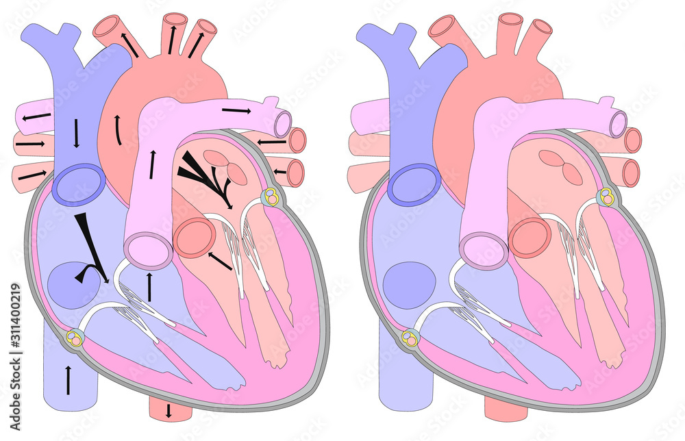 Anatomical drawing of the heart in a section. Background for medical ...