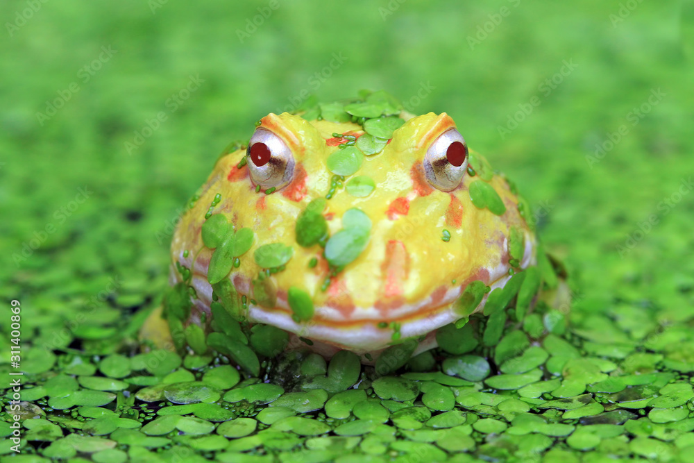 Pacman frog Ceratophrys ornata front view Stock Photo | Adobe Stock