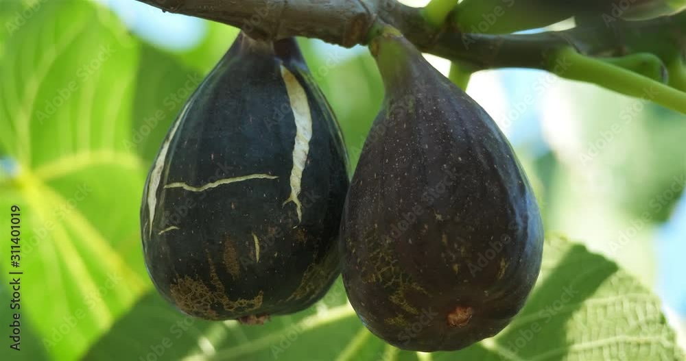 Ficus carica, known as the common fig. Stock Video | Adobe Stock