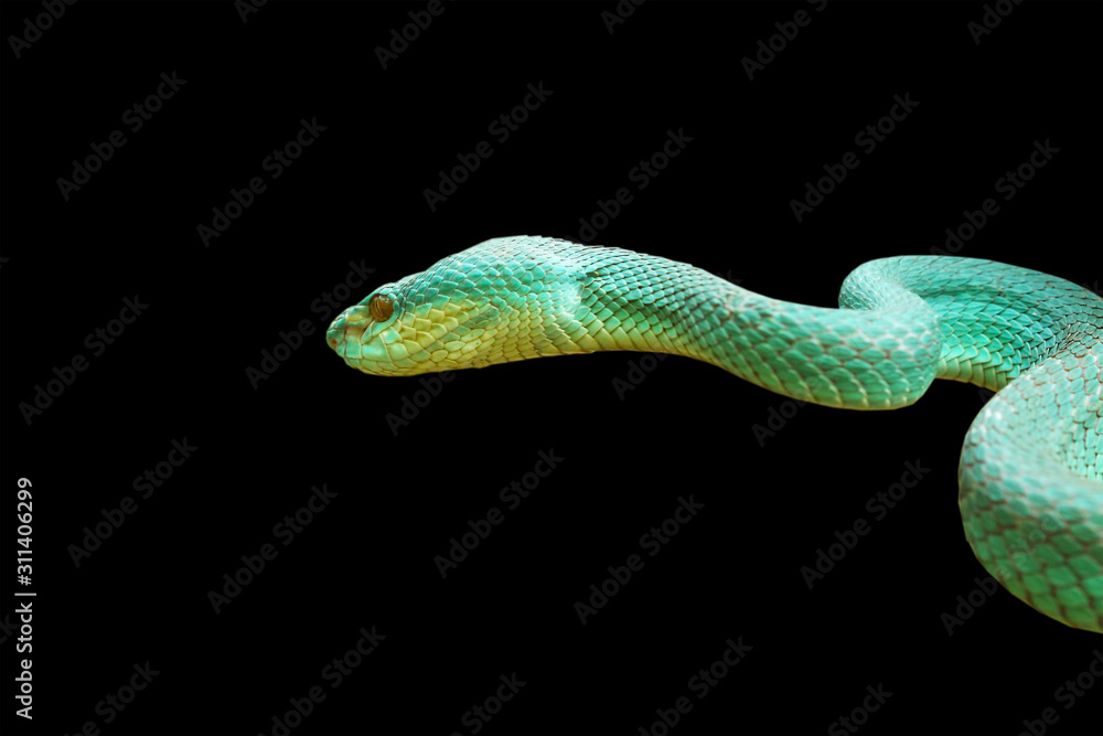 blue viper snake, venomous and poisonous snake Stock Photo | Adobe Stock