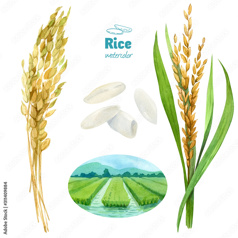 Rice watercolor illustration set with clipping paths Stock Illustration ...