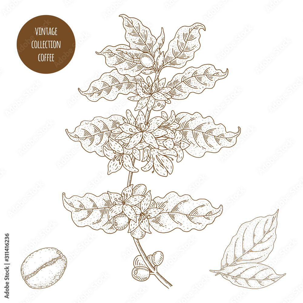 Coffee. Vintage botany vector hand drawn illustration isolated on white background. Sketch style ...