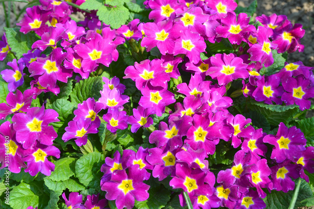 Pink Evening Primrose Plant