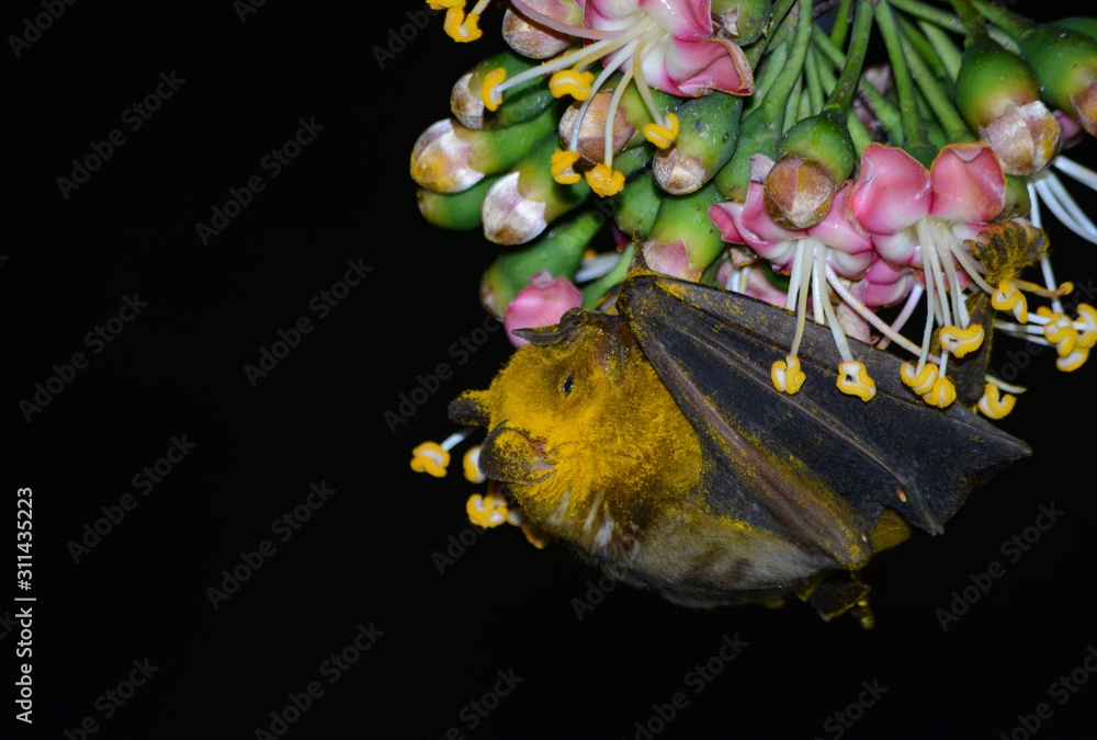Jamaican Fruit Bat cover with pollen Stock Photo | Adobe Stock