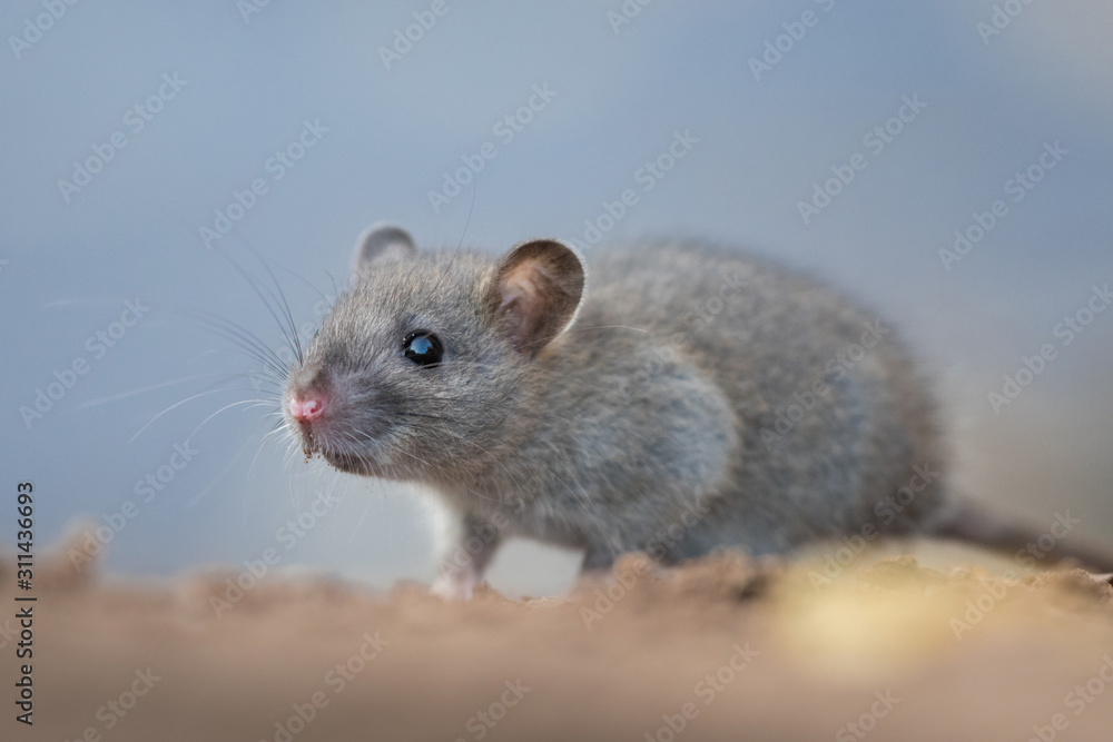 Norwya rat in the natural environment, close up, city park, detail ...