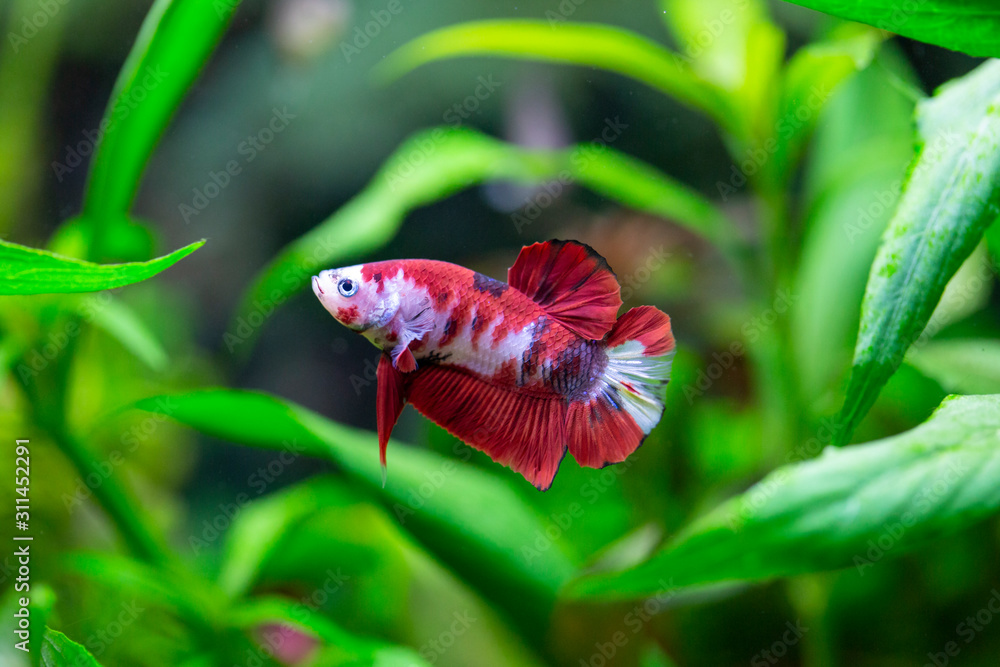 Betta splendens - Koi - Halfmoon Betta - Siamese fighting fish Stock ...