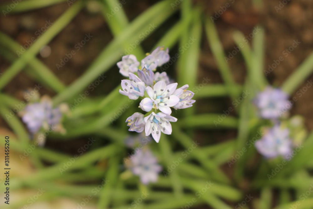 Lilac-blue "Spring Squill" flower (or Spring-flowered Squill) in St ...