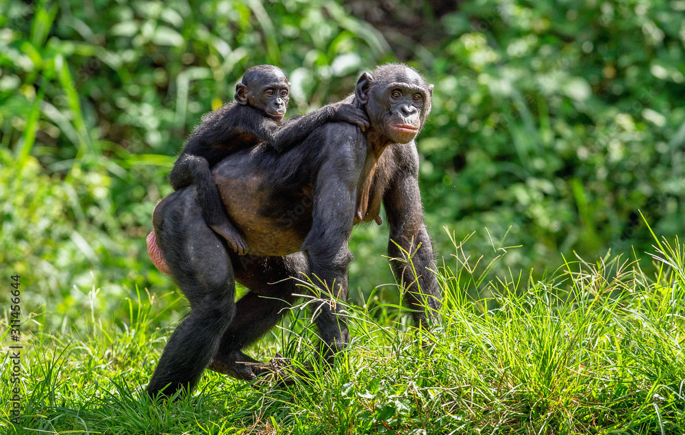 Bonobo Cub on the mother's back. Green natural background. The Bonobo ...