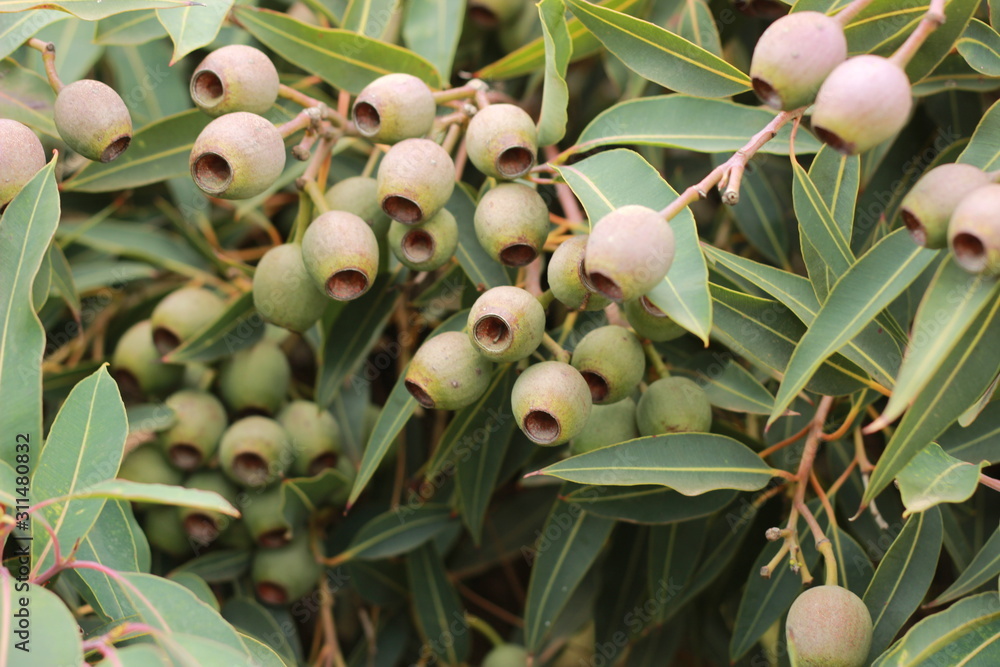 large bunches of brown lush native Australian gumnuts and leaves on a ...