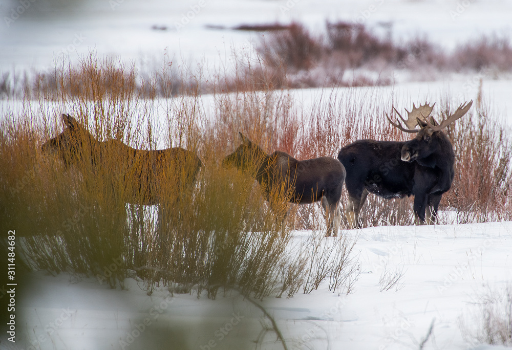 Moose family Stock Photo | Adobe Stock