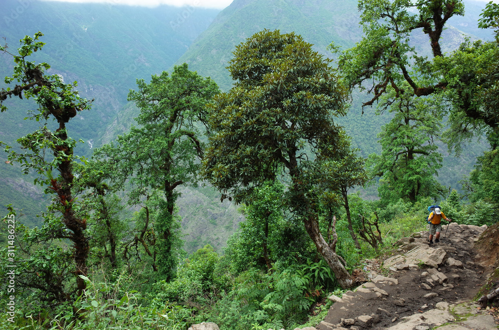 Hiker trekking in mountains in green forest on trail between Jiri and ...