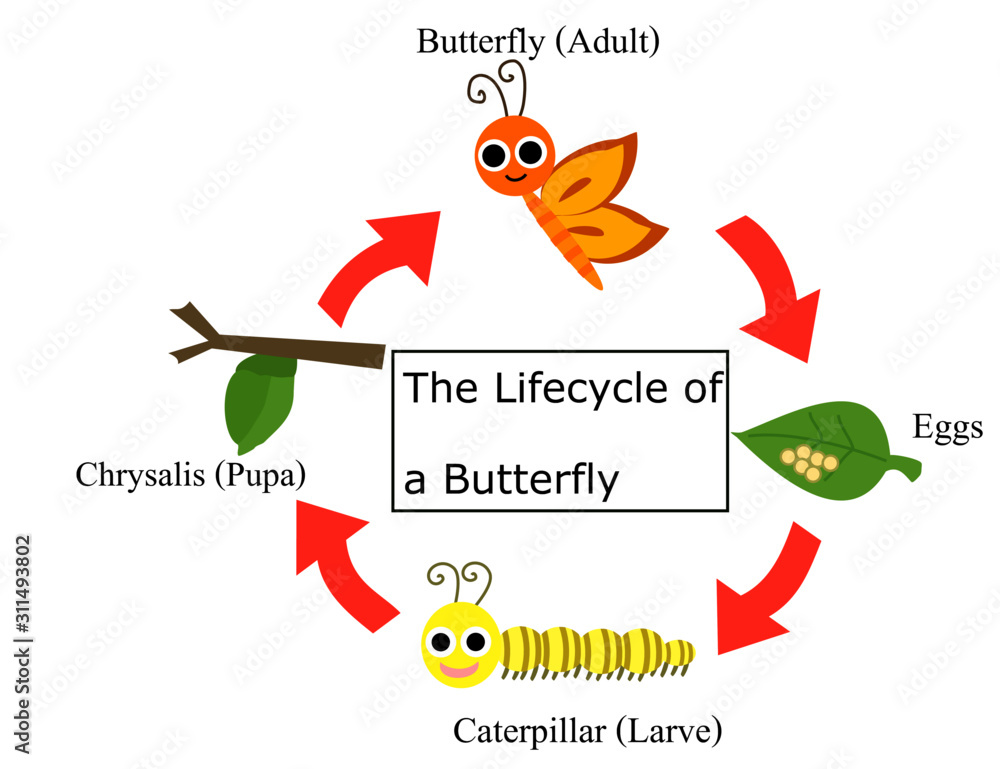 Butterfly Life Cycle Pupa