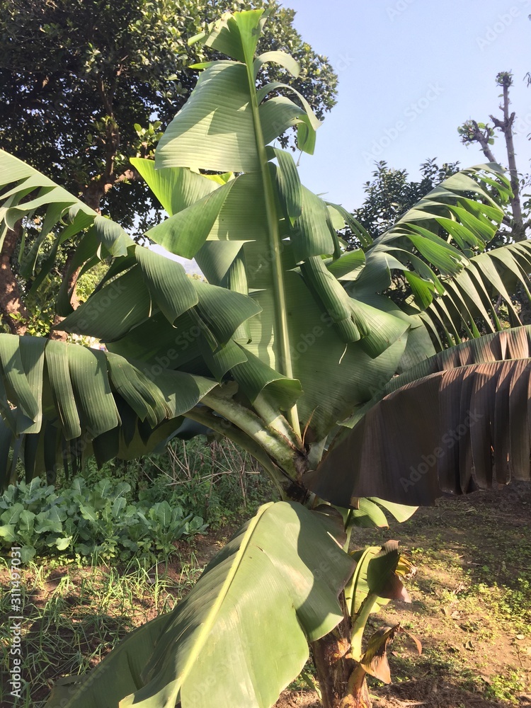 Banana tree. A 100-gram reference serving supplies 89 Calories, 31% of ...
