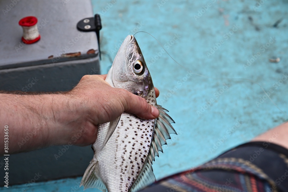 A hand holding a freshly caught spotted grunter fish (Pomadasys ...