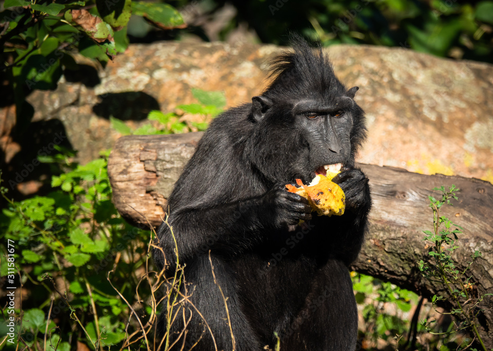 Celebes crested macaque (Macaca nigra), also known as the crested black ...