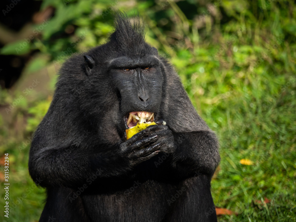 Celebes crested macaque (Macaca nigra), also known as the crested black ...