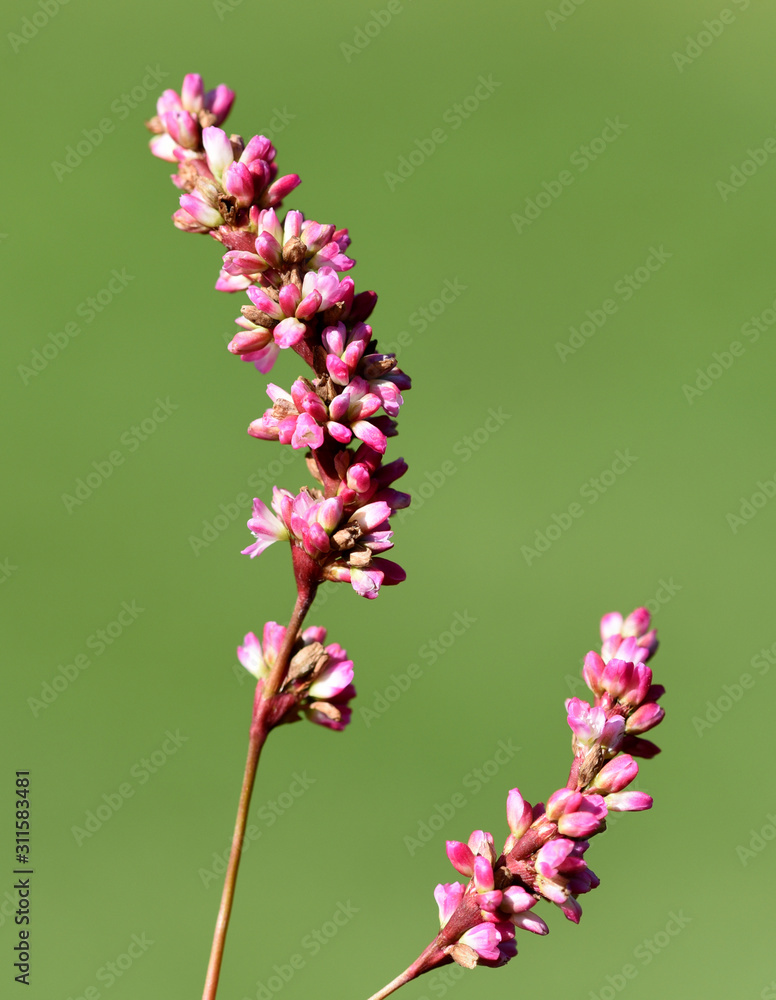 Faerberknoeterich, Polygonum, tinctorium, Faerberpflanze Stock Photo ...