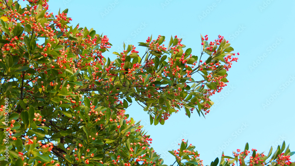 (Euonymus japonicus) Beautiful ornamental evergreen spindle tree or ...