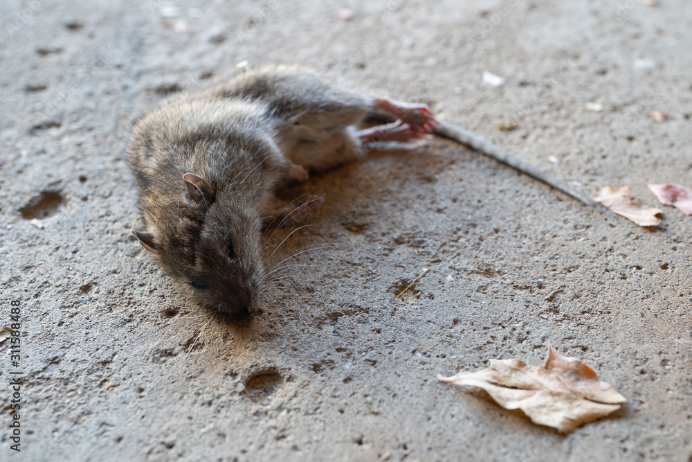 dead rat is on your driveway Stock Photo | Adobe Stock